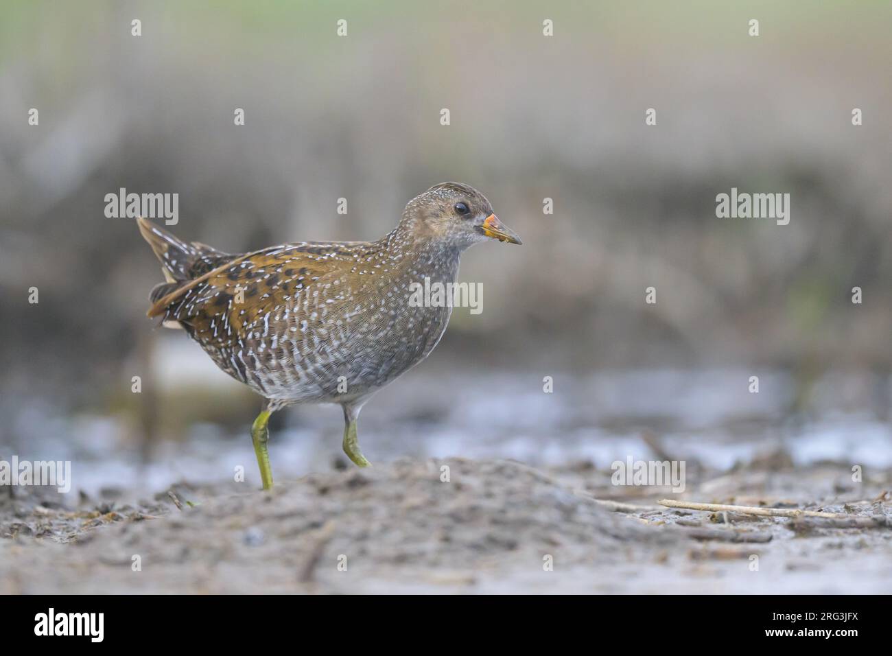 Spotted Crake (Porzana porzana) with the marsh as background Stock ...