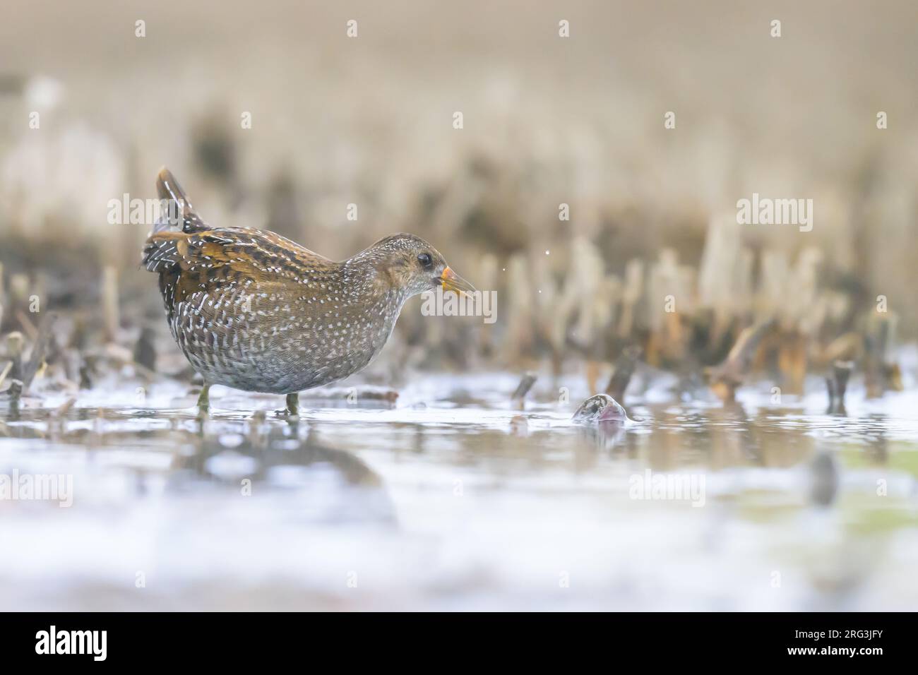 Spotted crake porzana porzana foraging hi-res stock photography and ...