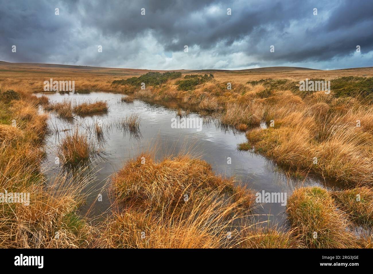 Swampy peat bog marshland in autumn, on the high moor, near Chagford ...