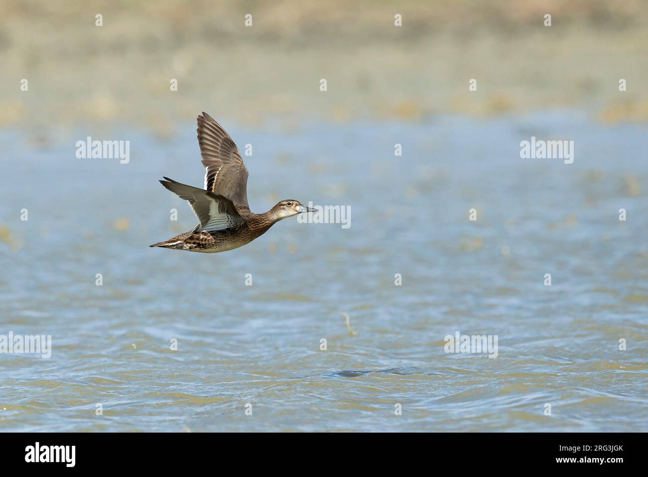 Baikal teal migration hi-res stock photography and images - Alamy