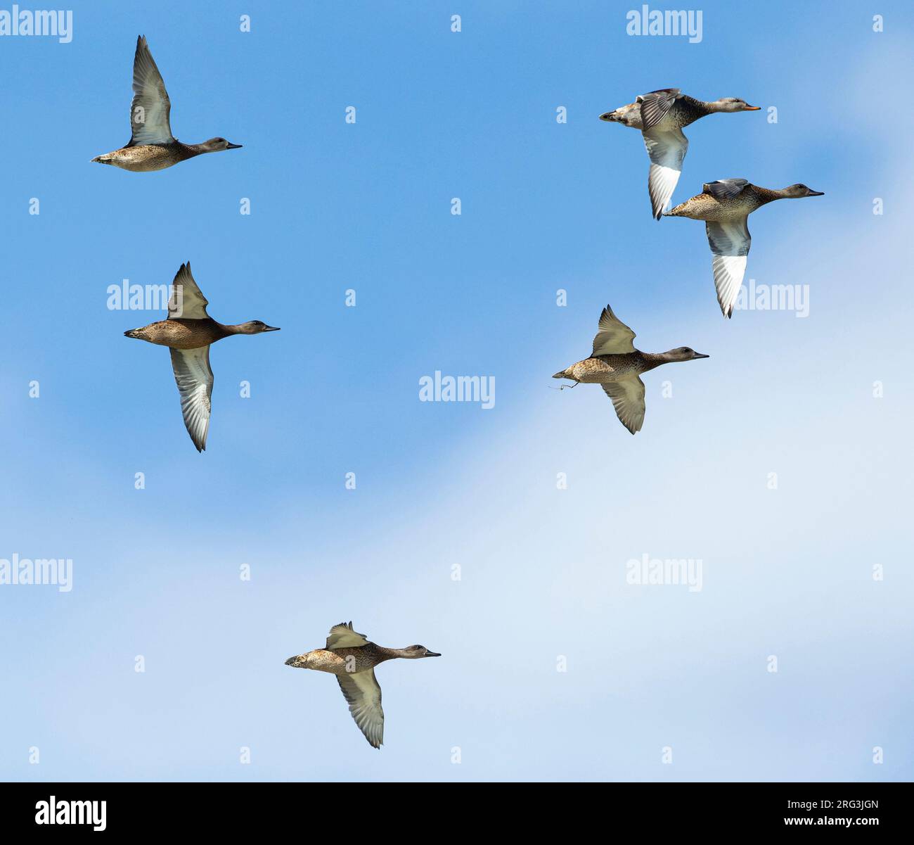 Adult eclipse Falcated Ducks (Mareca falcata) in flight with Gadwalls ...