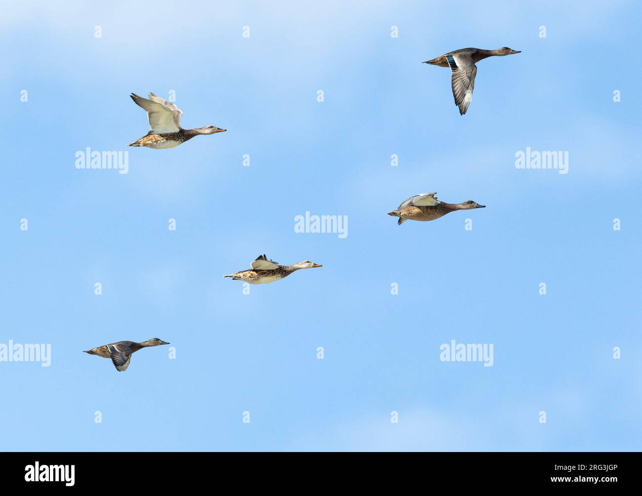 Eclipse male gadwall hi-res stock photography and images - Alamy