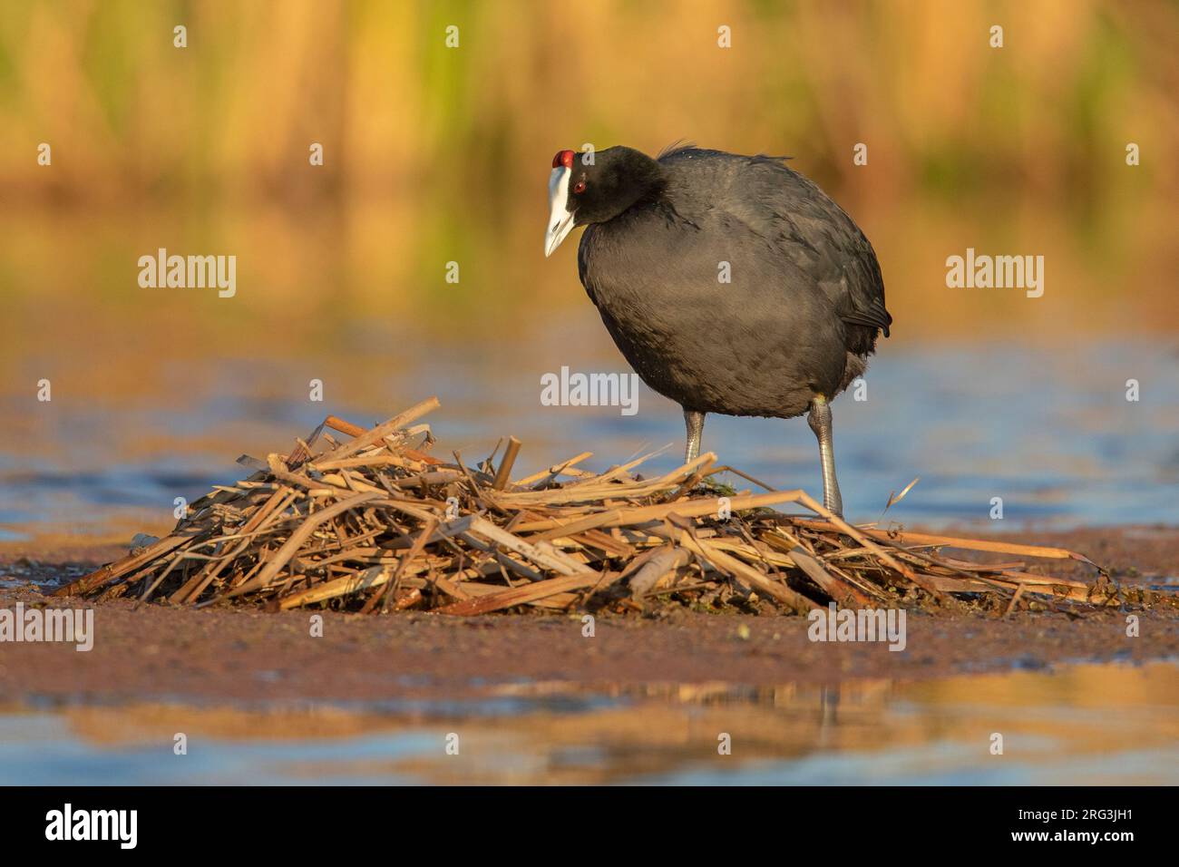 Red-knobbed Coot (Fulica cristata) at Johannesburg, South Africa Stock ...