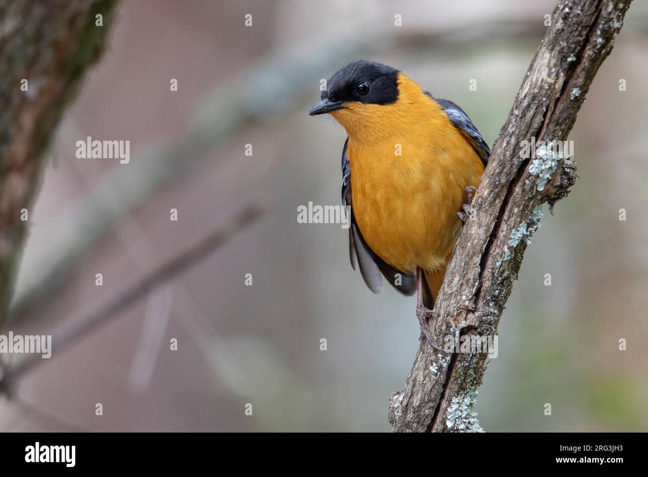 Chorister Robin-Chat (Cossypha dichroa) at Giant's Castle, South Africa ...
