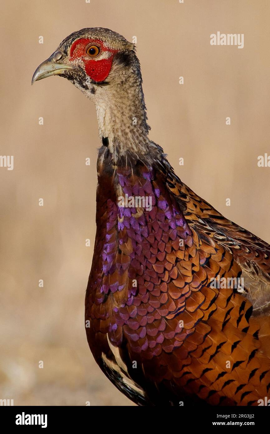 Jong mannetje Fazant; Young male Common Pheasant Stock Photo - Alamy