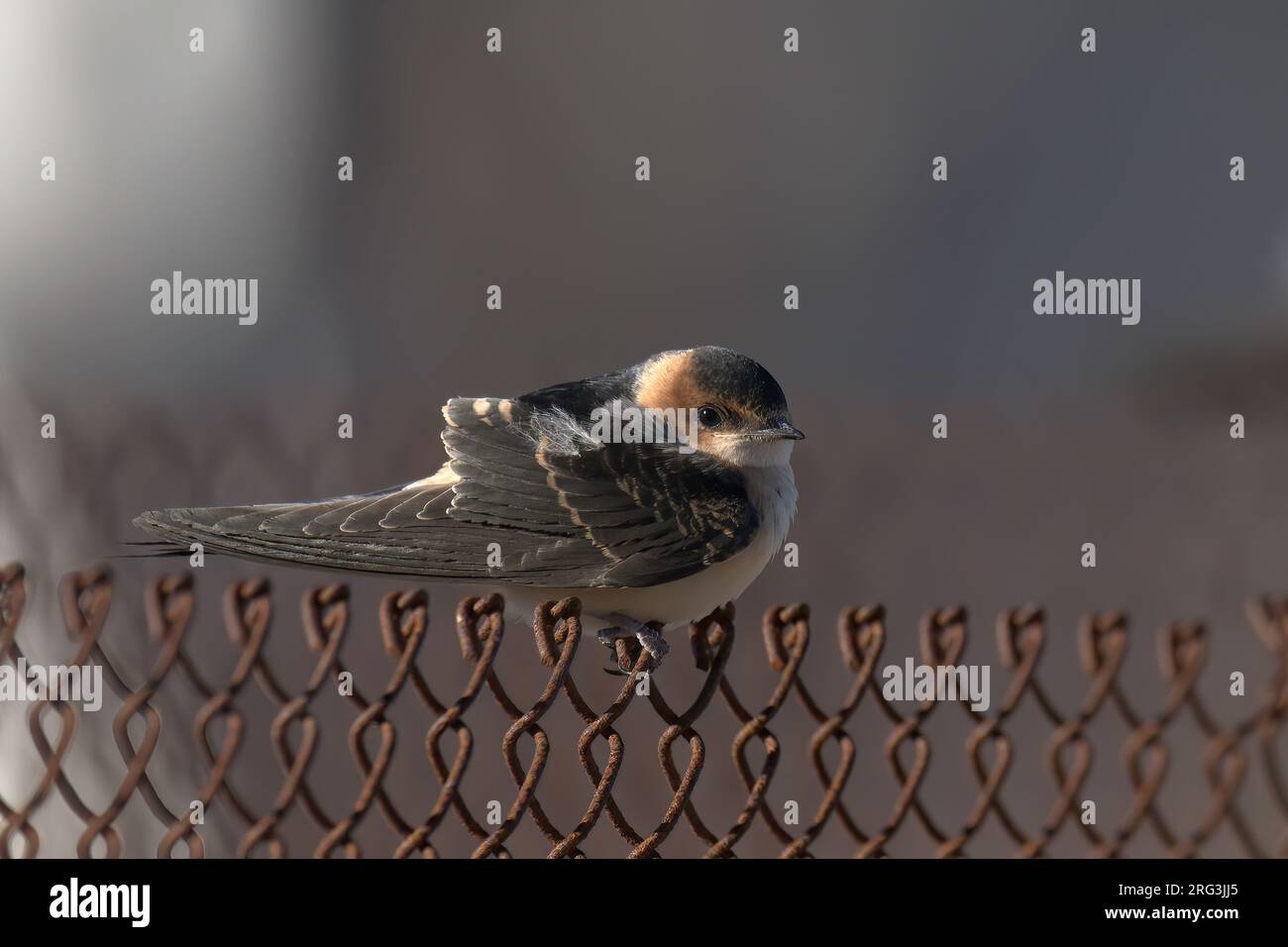 Red-rumped Swallow (Cecropis daurica rufula), side view of a juvenile ...