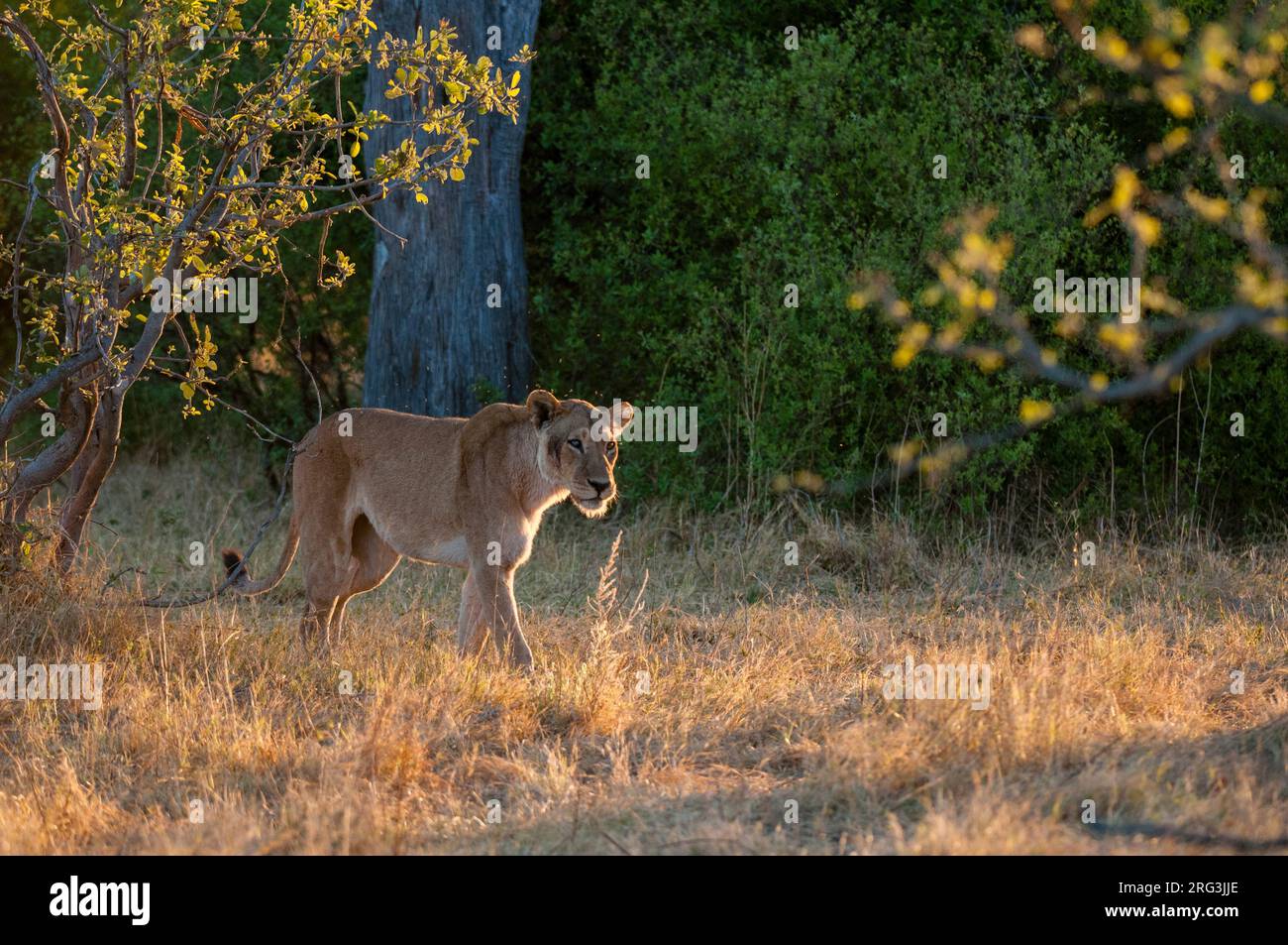A lioness, Panthera leo, blind in the right eye, walking through her ...