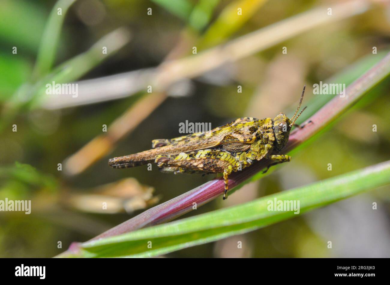 Cepero’s Ground-hopper, Zanddoorntje, Tetrix ceperoi Stock Photo - Alamy