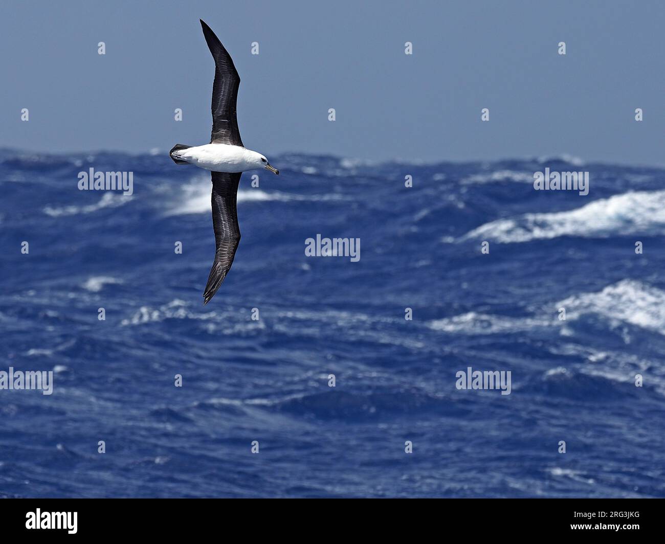 Campbell albatross (Thalassarche impavida) at sea in French Polynesia ...