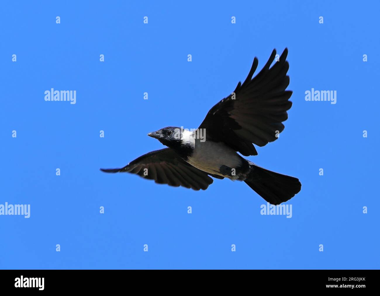 Coloeus dauuricus hi-res stock photography and images - Alamy