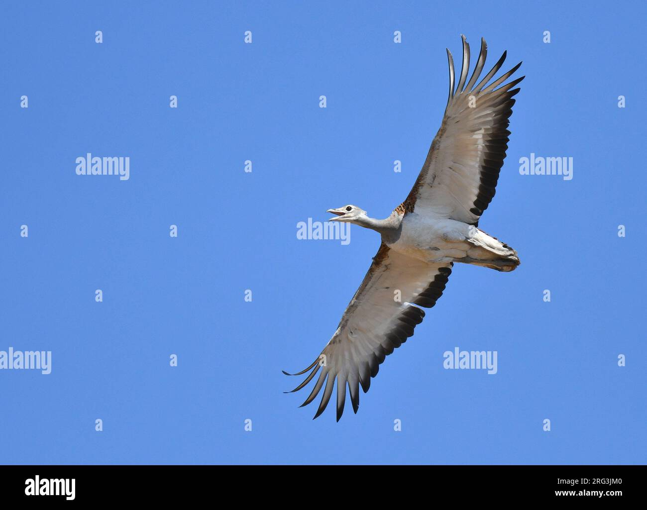 Great Bustard (Otis tarda) in flight during autumn in the Iberian ...