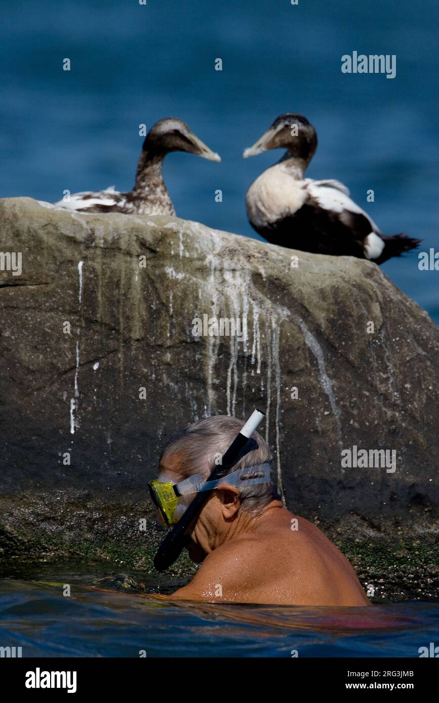 Immature eider duck hi-res stock photography and images - Alamy