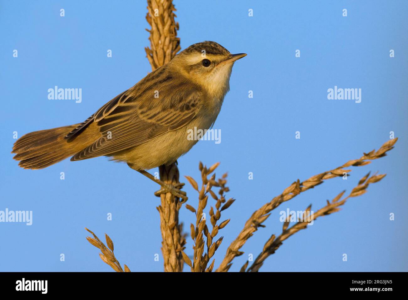 Volwassen Rietzanger; Adult Sedge Warbler Stock Photo - Alamy