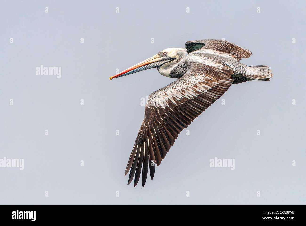 Peruvian Pelican (Pelecanus thagus) off the coast of Lima, Peru Stock ...