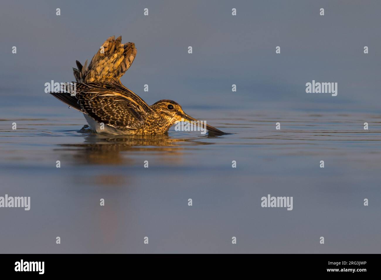 Watersnip; Common Snipe Stock Photo - Alamy
