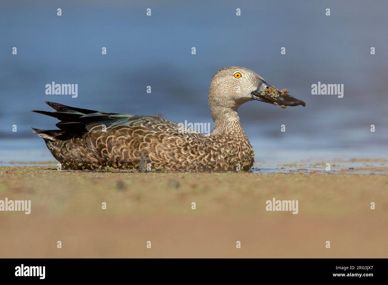 A male Cape Shoveler (Spatula smithii) at Johannesburg, South Africa ...