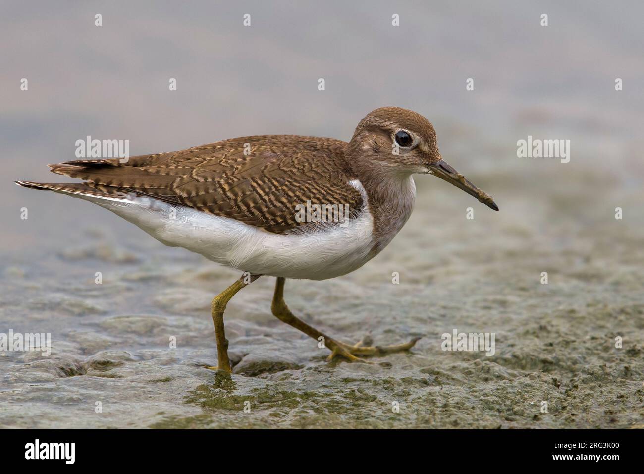 Piro piro piccolo; Common Sandpiper; Actitis hypoleucos Stock Photo - Alamy