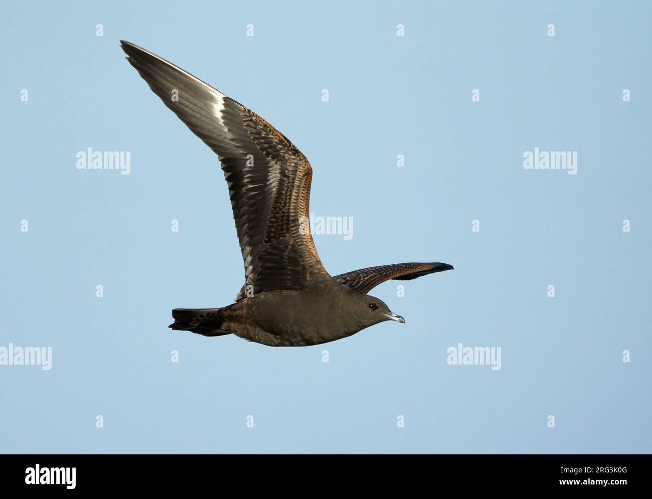 Parasitic jaeger sea bird hi-res stock photography and images - Alamy