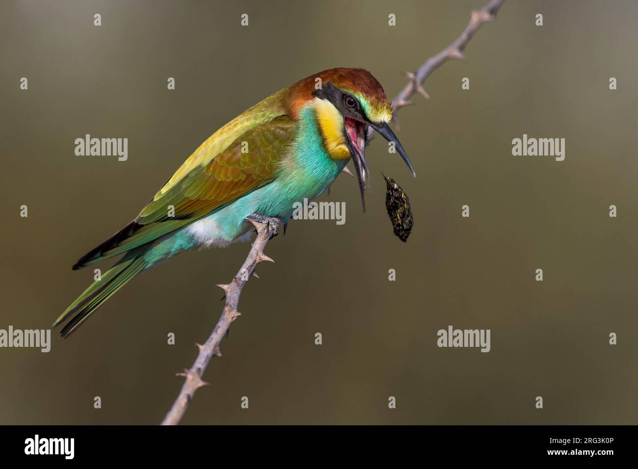European Bee-eater, Merops apiaster, in Italy. Coughing up a pelt Stock ...