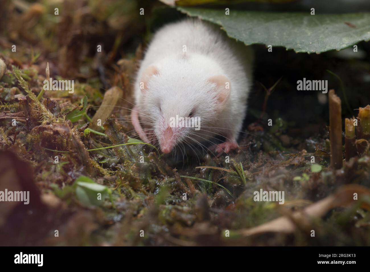 White tooted hi-res stock photography and images - Alamy