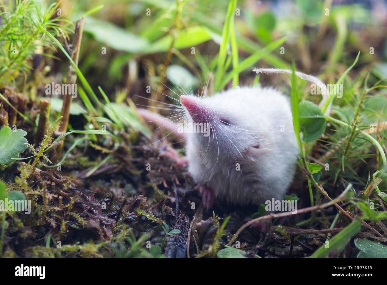 White tooted hi-res stock photography and images - Alamy