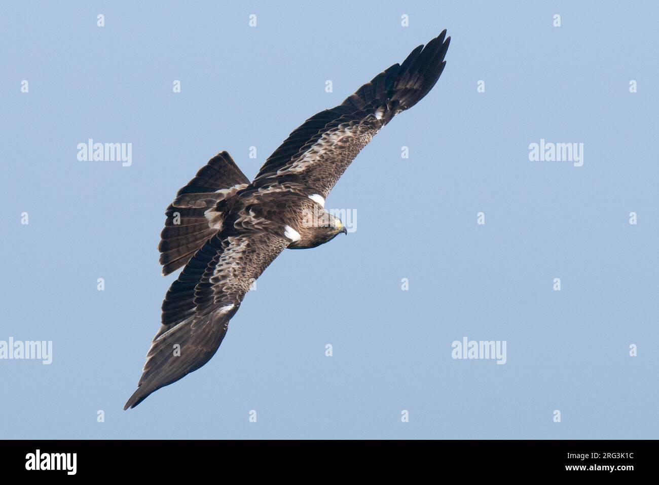 Booted Eagle (Aquila pennata) in flight, showing upperparts against ...