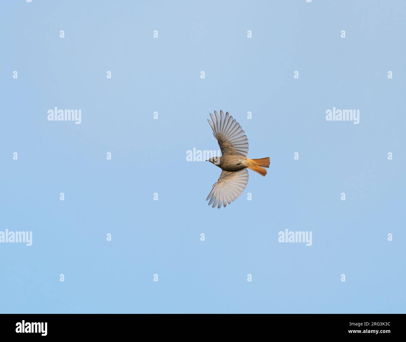 Black Redstart (Phoenicurus ochruros) flying, migrating high in the ...