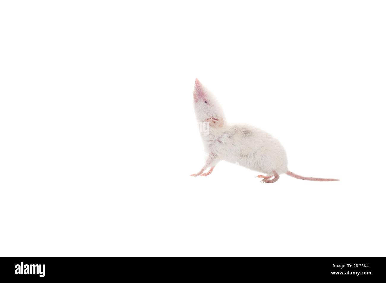 White tooted hi-res stock photography and images - Alamy