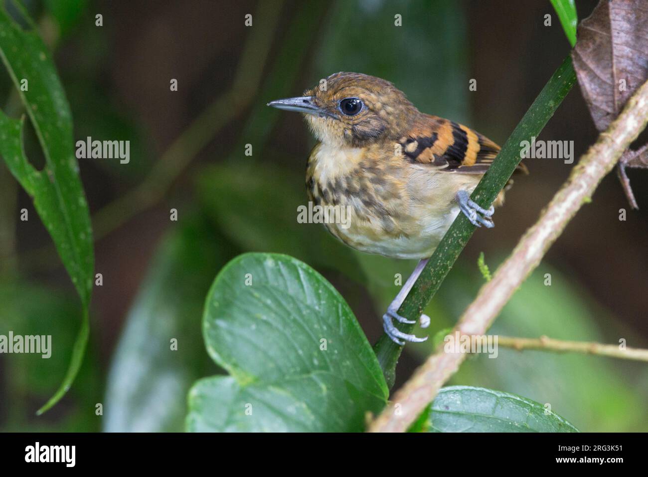 A female Spotted Antbird (Hylophylax naevioides capnitis) at Soberania ...