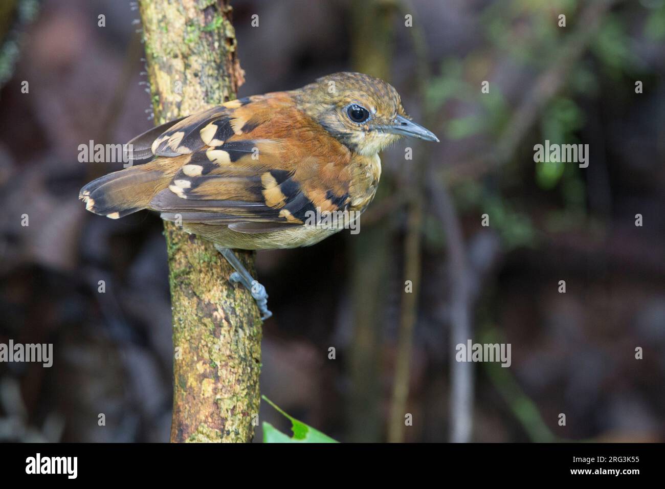 A female Spotted Antbird (Hylophylax naevioides capnitis) at Soberania ...