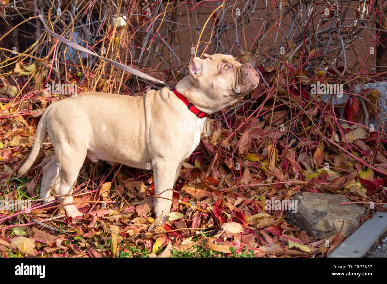 Portrait of an American bully puppy on a background of red and yellow ...