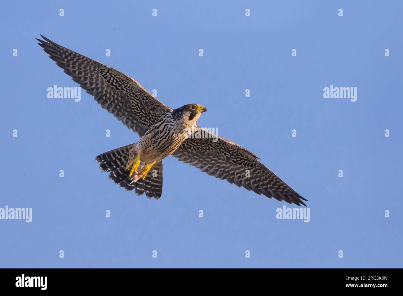 Peregrine Falcon (Falco peregrinus) in Italy. Bird in flight Stock ...