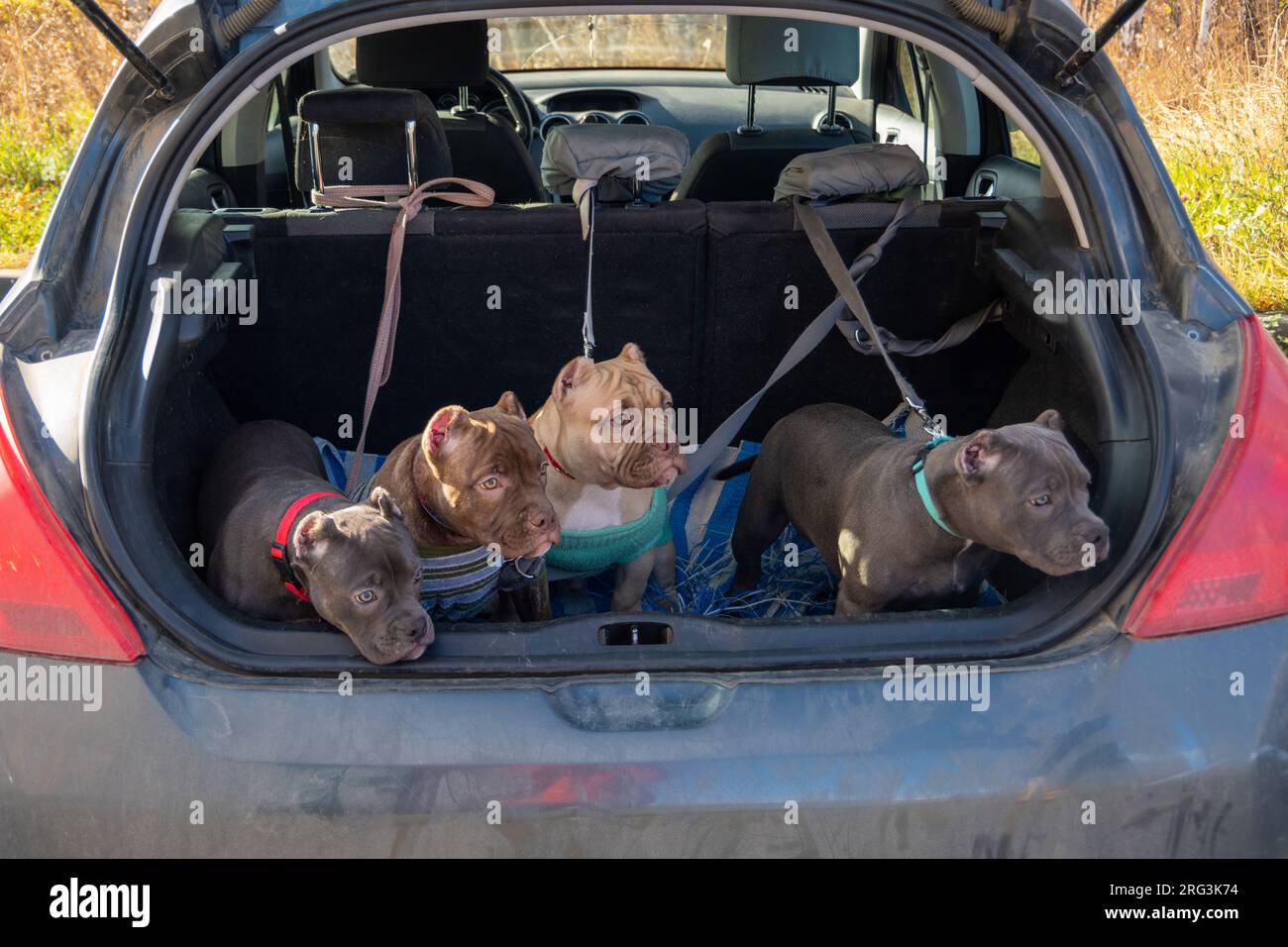 Four American bully puppies in the trunk of a car. Transportation of ...