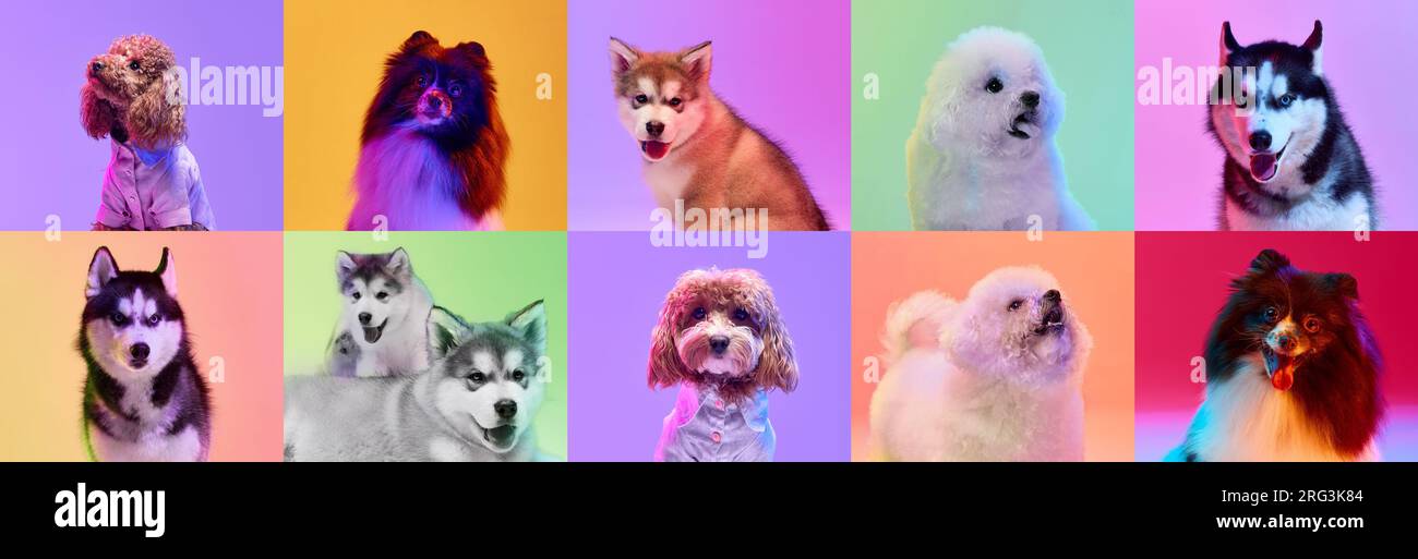 Banner. Collage made of portraits funny dogs different breeds on ...