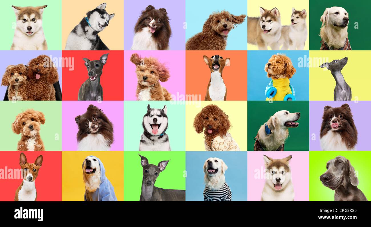 Collage made of photos different dogs breeds over bright colorful backgrounds Stock Photo - Alamy