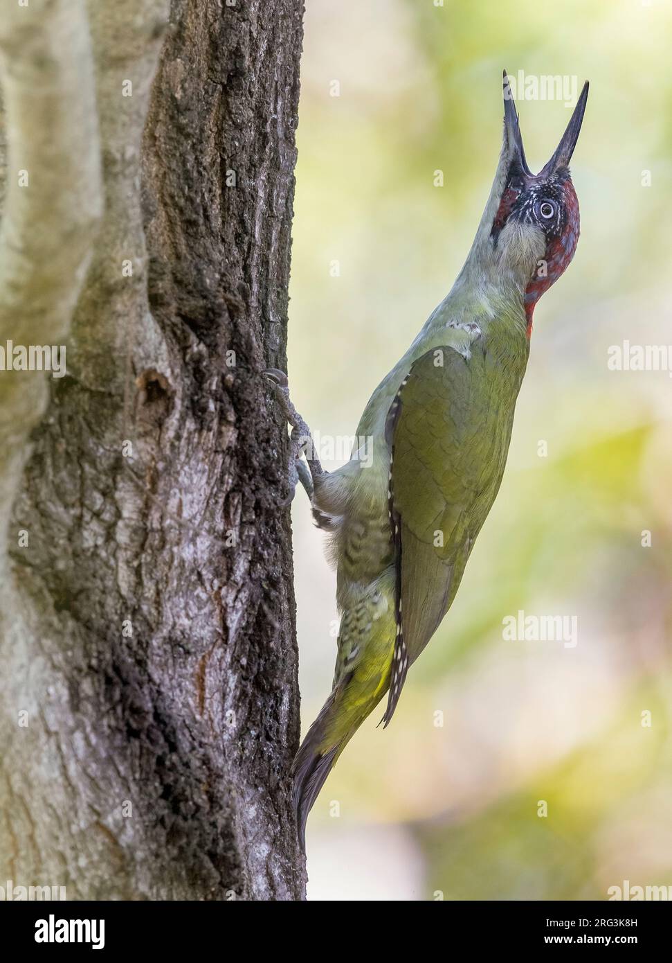 Adult Green Woodpecker, Picus viridis, in Italy. Calling from the side ...