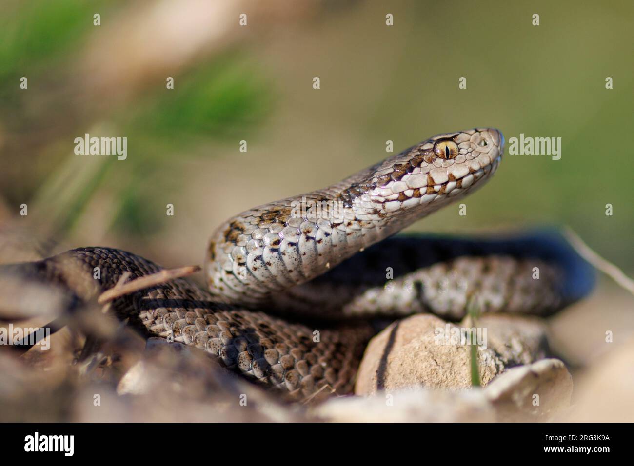 Meadow Viper (Vipera ursinii ursinii) taken the 10/09/2022 at La Lure ...