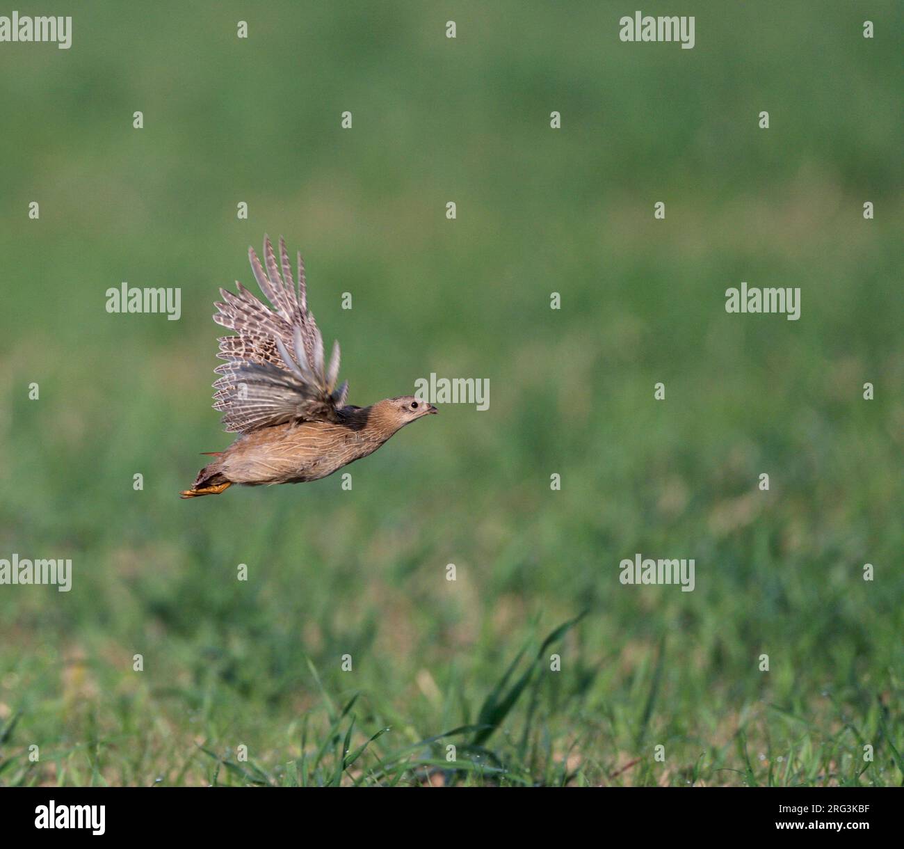 Flying partridge hi-res stock photography and images - Alamy