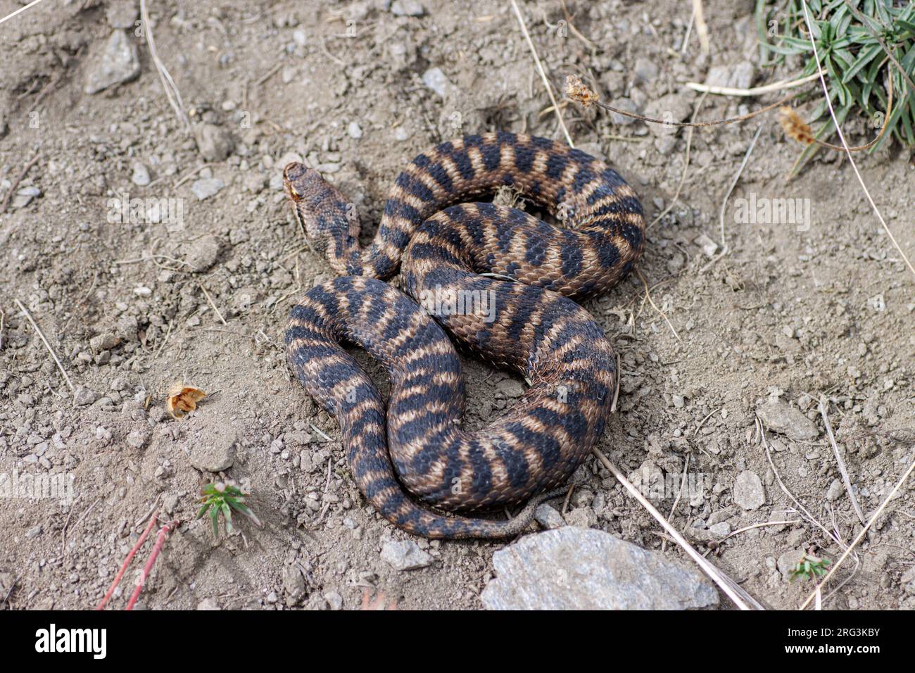 Asp Viper (Vipera aspis aspis) taken the 13/09/2022 at Ristolas ...