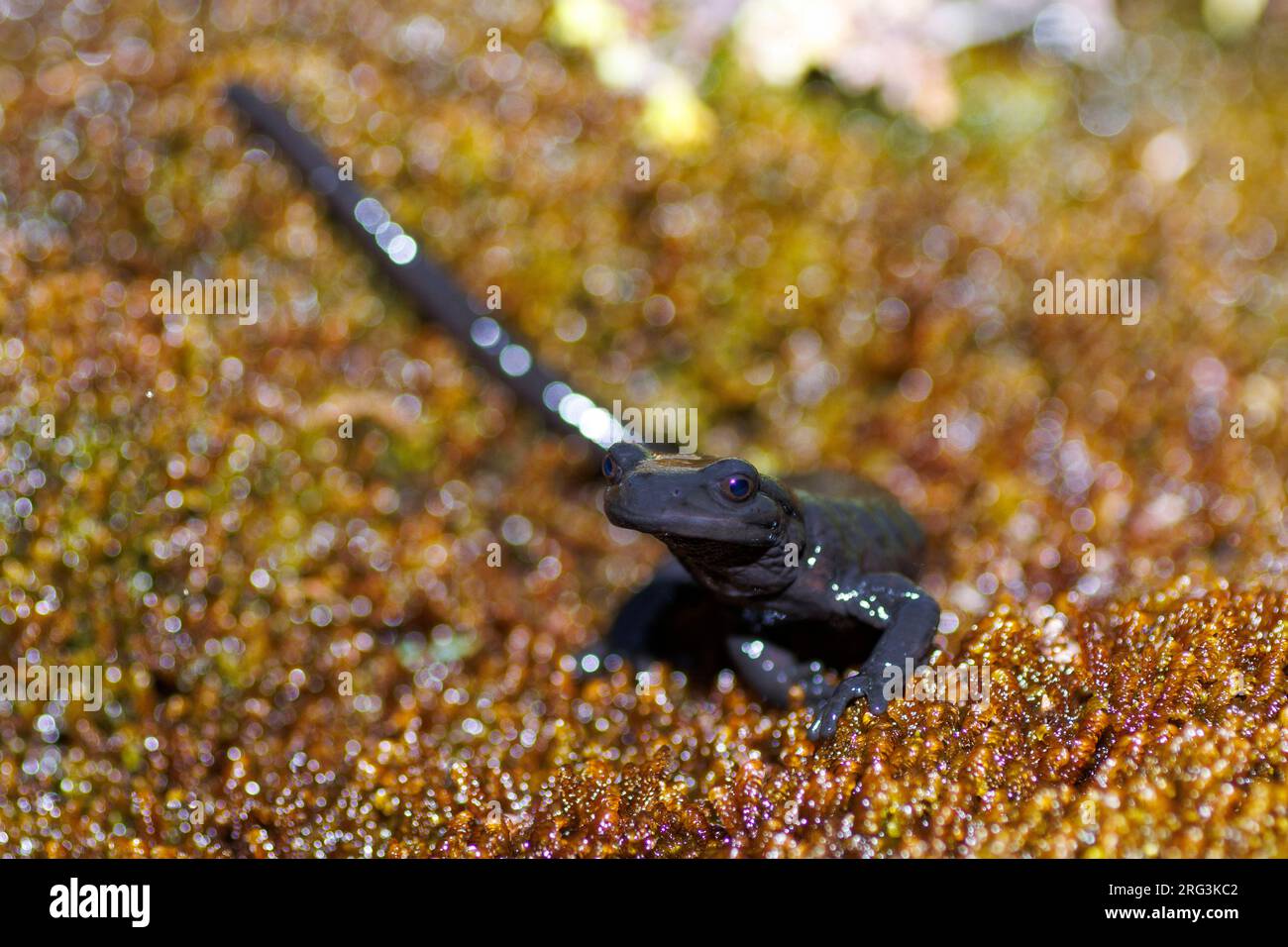 Lanza’s (Alpine) Salamander (Salamandra lanzai ) taken the 13/09/2022 ...