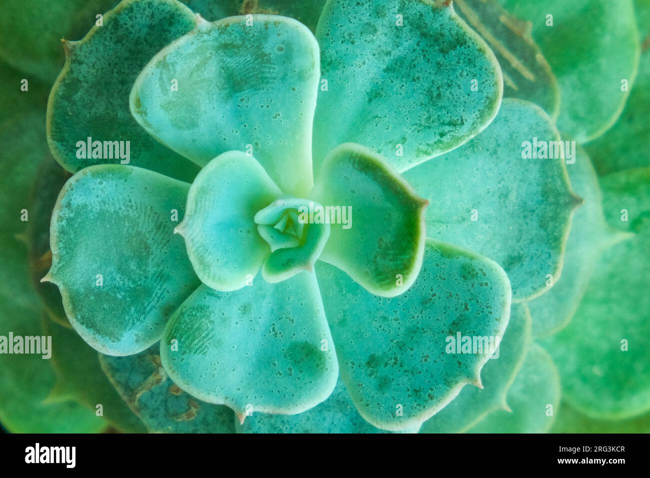Close up colorful top view teal cactus. Close up teal cactus leaves ...