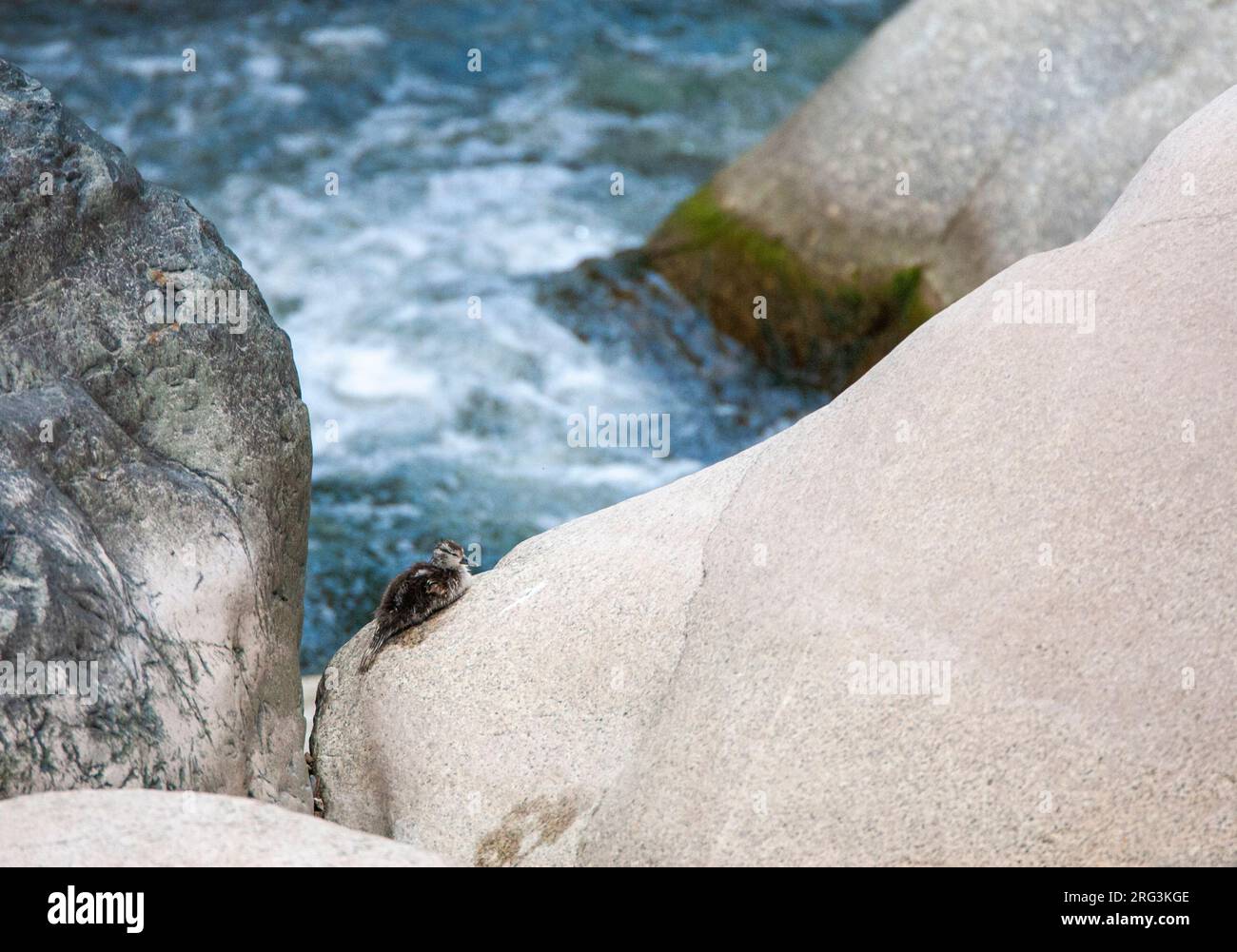 Torrent duck (Merganetta armata) chick resting on a large boulder in a ...