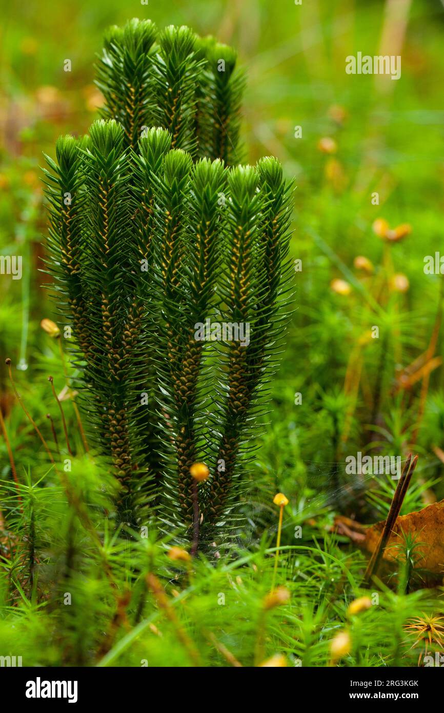 Clubmoss family hi-res stock photography and images - Alamy