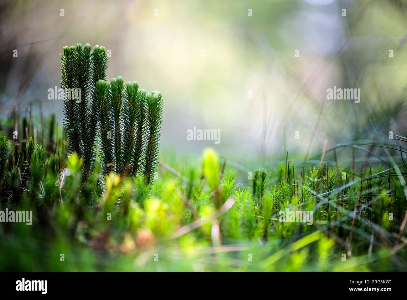 Clubmoss family hi-res stock photography and images - Alamy