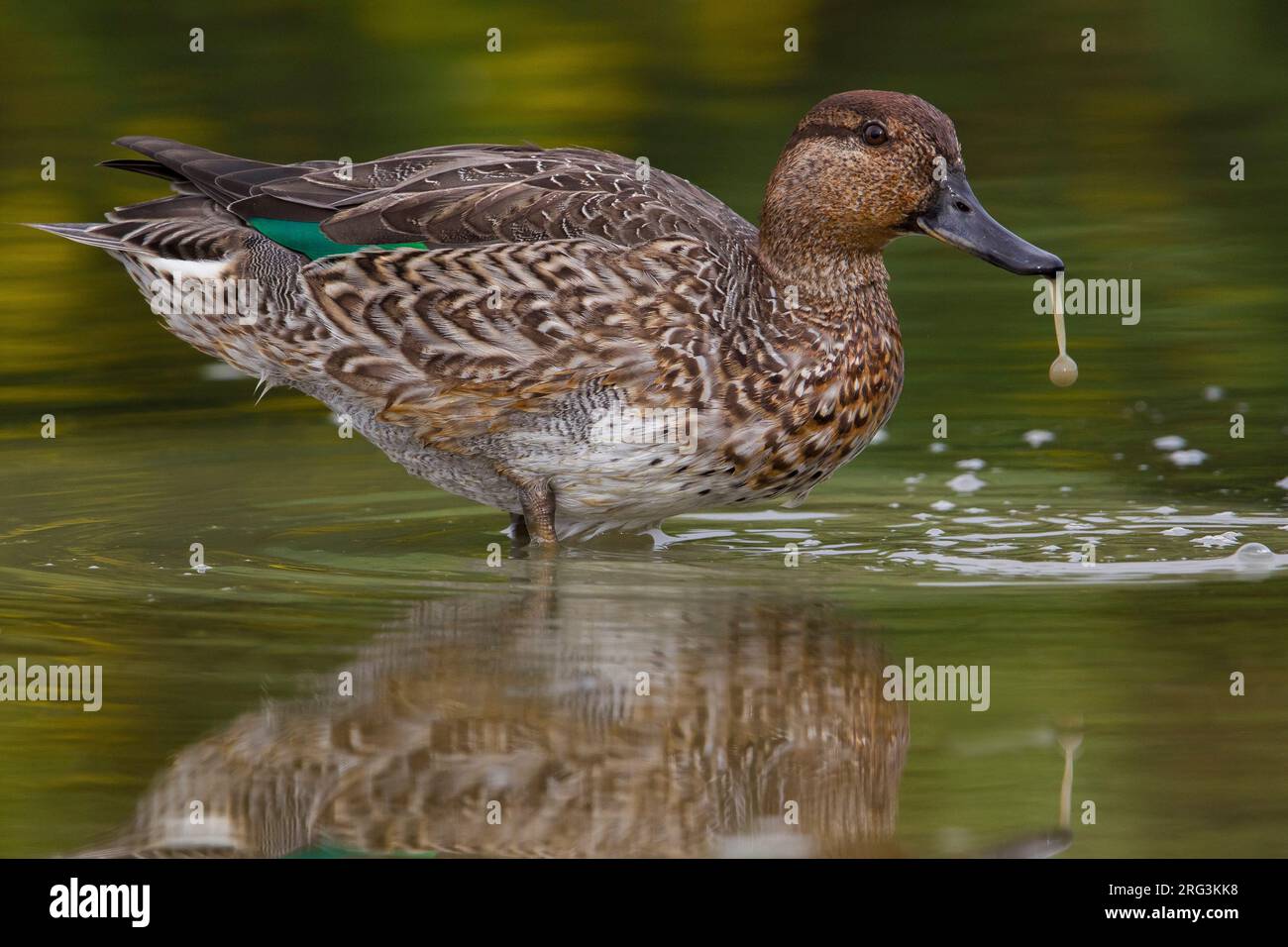 Alzavola; Eurasian Teal; Anas crecca Stock Photo - Alamy