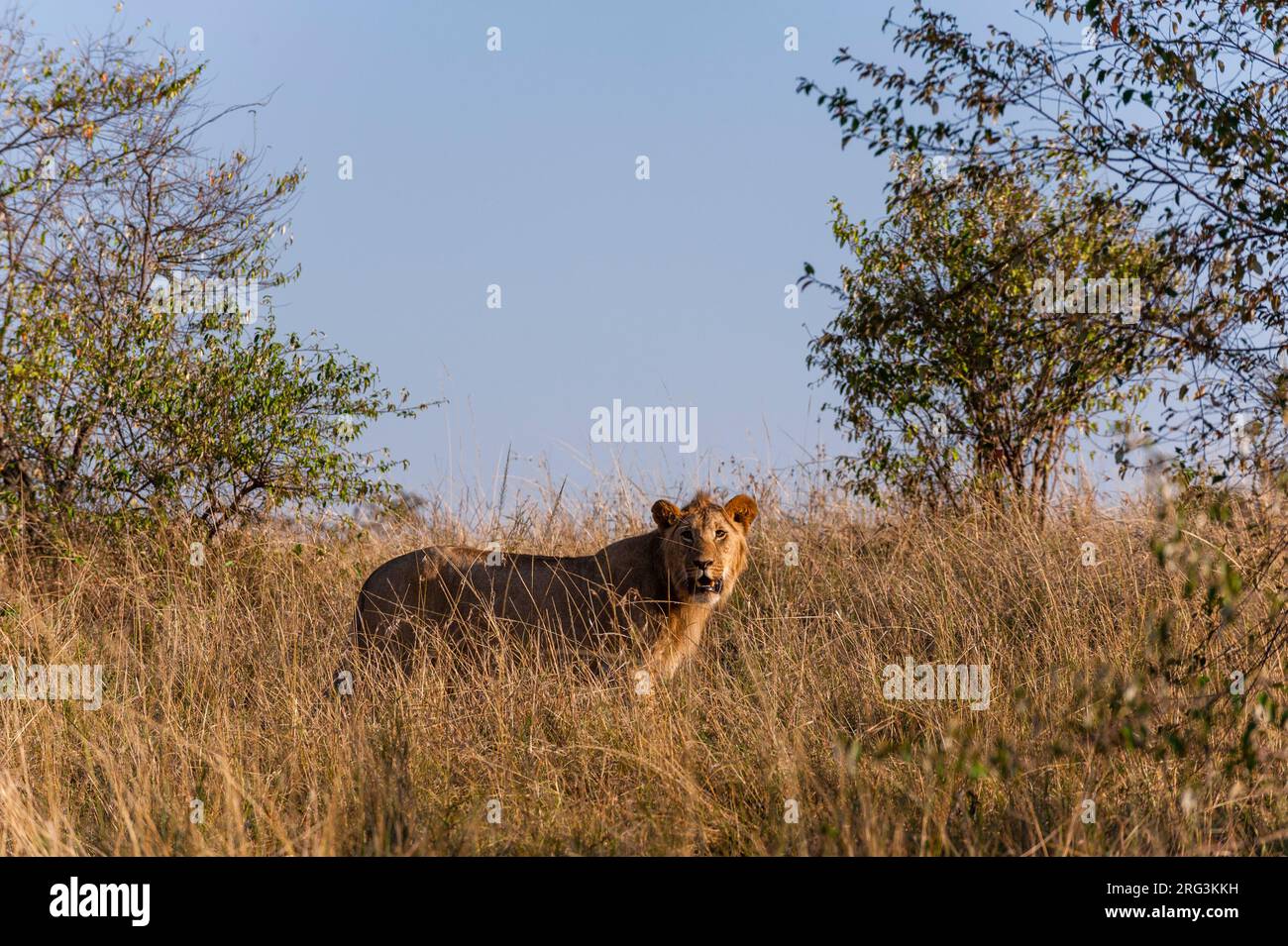 A sub-adult male lion, Panthera leo, in tall grass. Masai Mara National ...