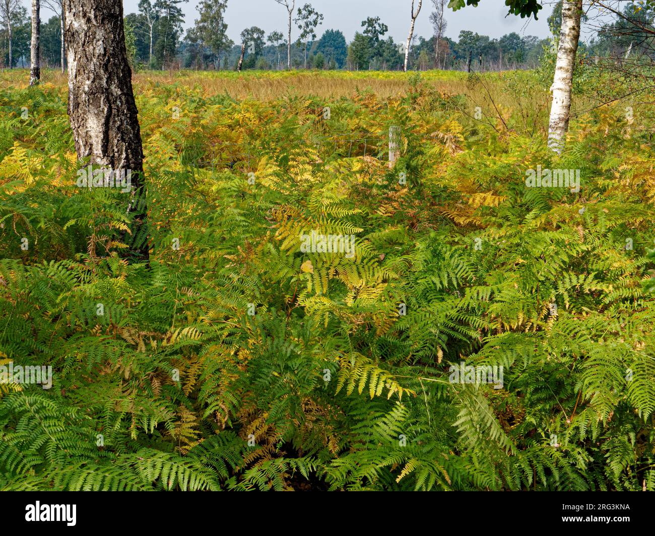 Eagle fern between birch trees in Maria Peel Stock Photo - Alamy