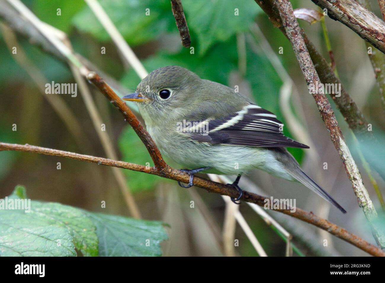 First-winter Yellow-bellied Flycatcher (Empidonax flaviventris ...