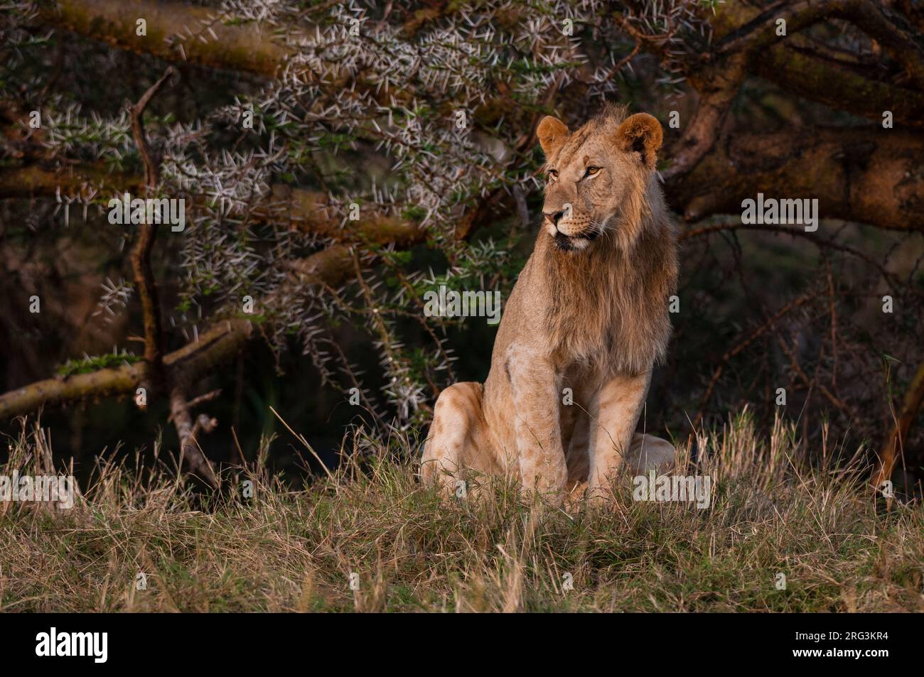 Portrait of a sub-adult male lion, Panthera leo. Masai Mara National ...