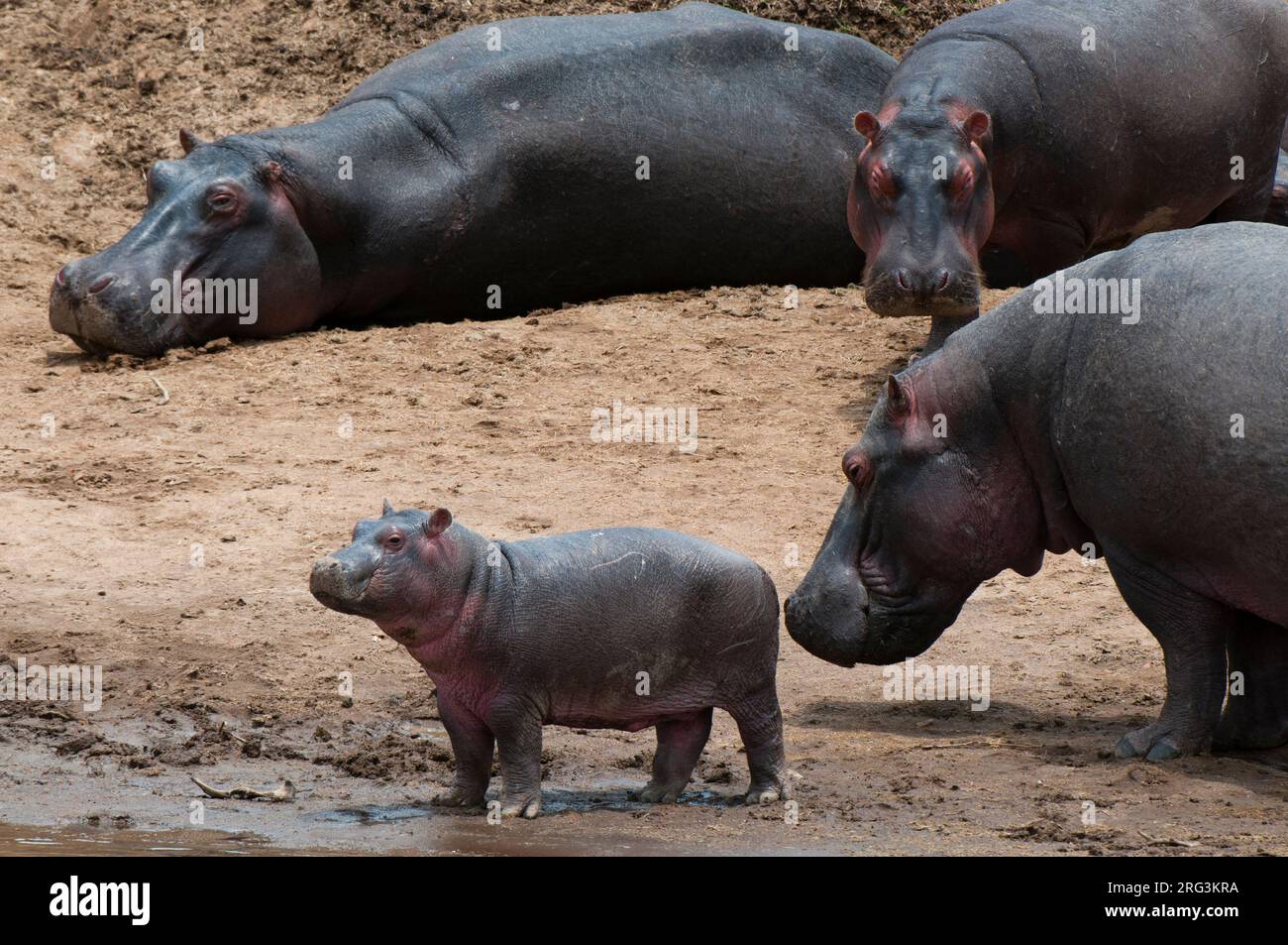 Hippopotamuses, Hippopotamus amphibius, and a baby on the edge of a ...